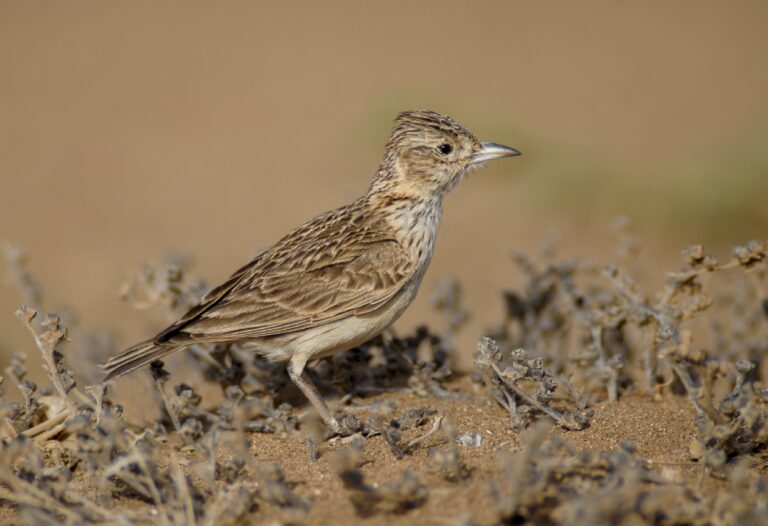 Raso_lark_Cape_Verde_20070321_copyright_Rene_Pop__DSC0306_crop - Martin ...